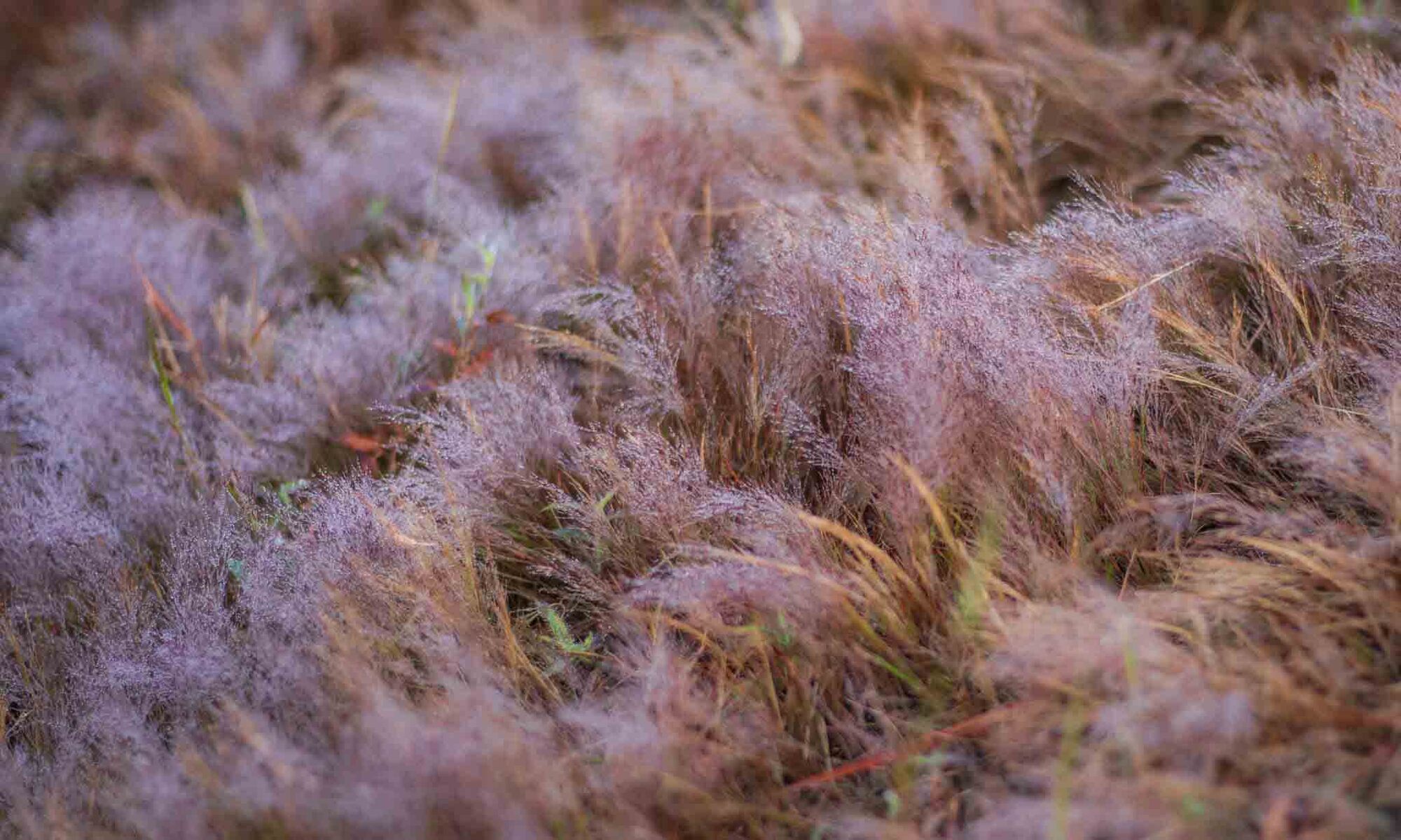 Mùa cỏ hồng ở Đà Lạt - Đà Lạt Phố